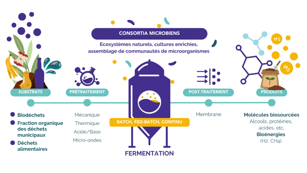 Une Deux-Sévrienne révélant l'art de la fermentation à travers son ...